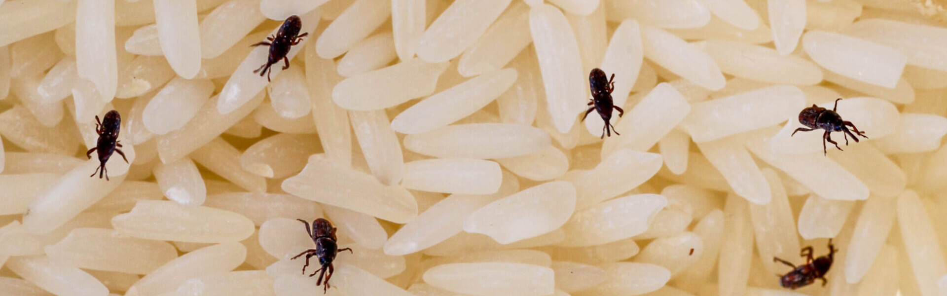 Weevils Pest Control – Weevil Exterminator Near Me