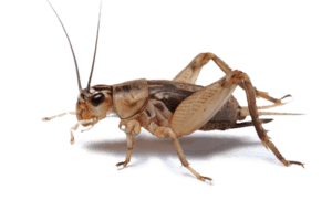 Common Cricket Pest Control – Cricket Exterminator Near Me
