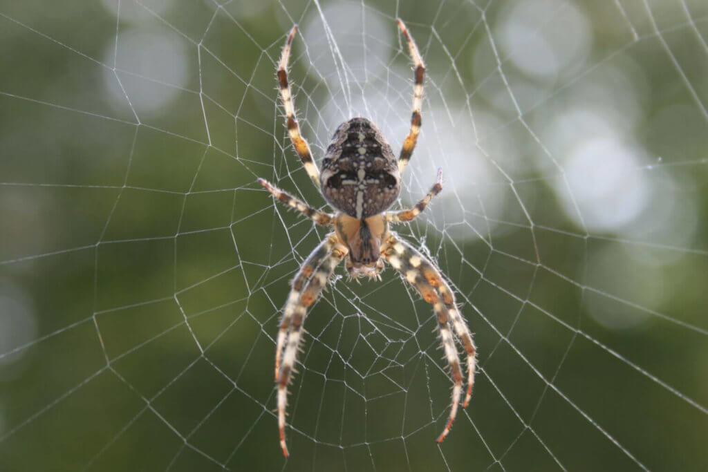 Barn Spider Control: Keep Your Home Safe from Spiders