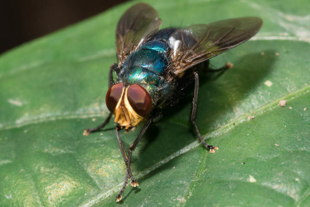 Blow Fly Control: How to Eliminate Blow Flies Effectively