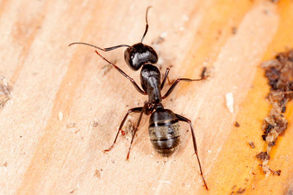 Carpenter Ants Facts & Information