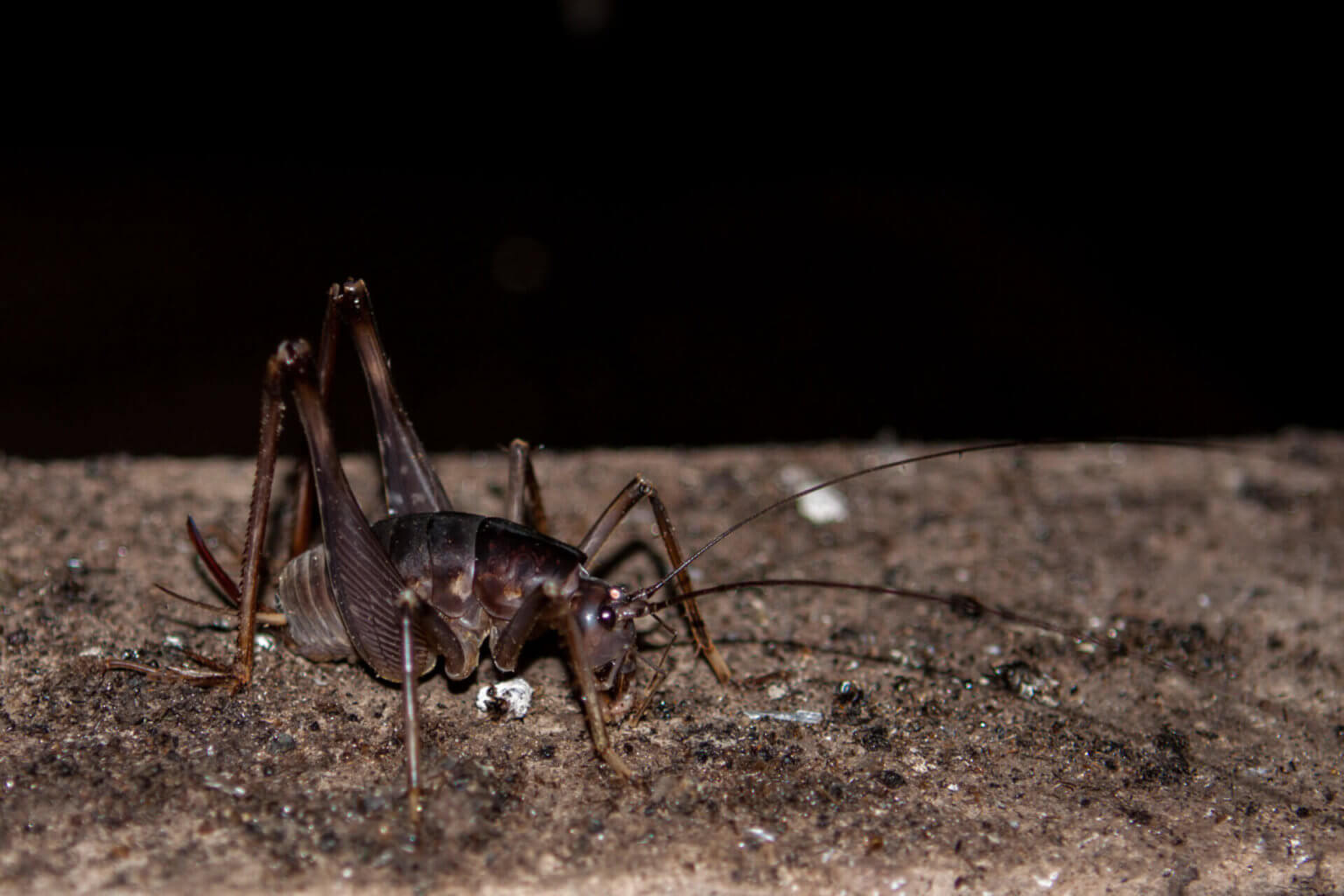 Cave Cricket Control: Keep Your Home Cricket-Free