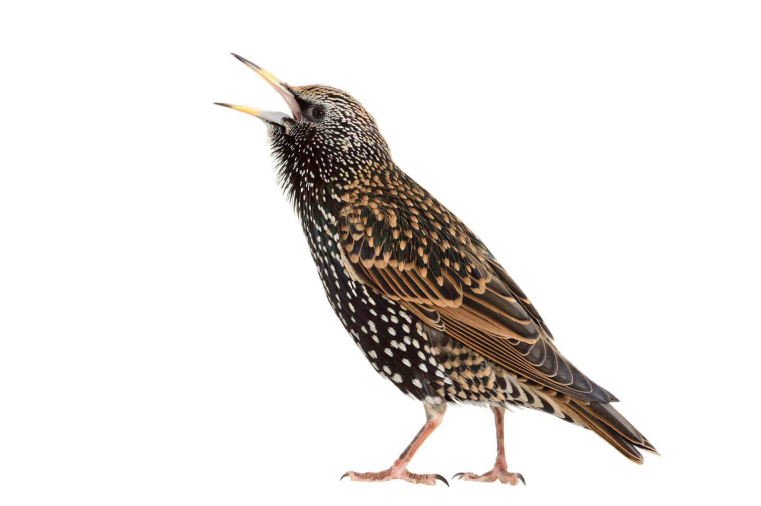 Starlings Facts & Information