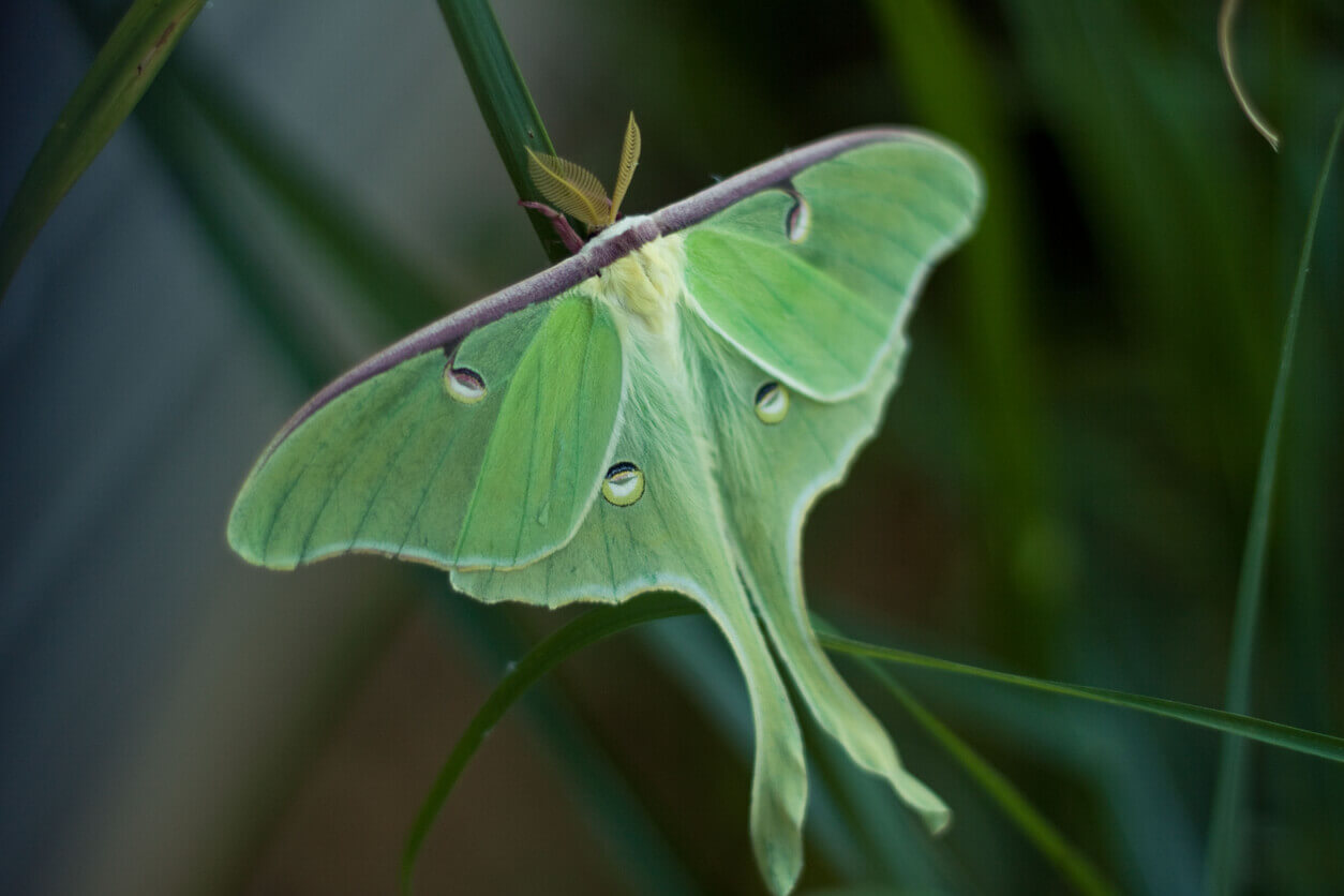 Your Spirit Animal - Bug Edition - OPC Pest Services