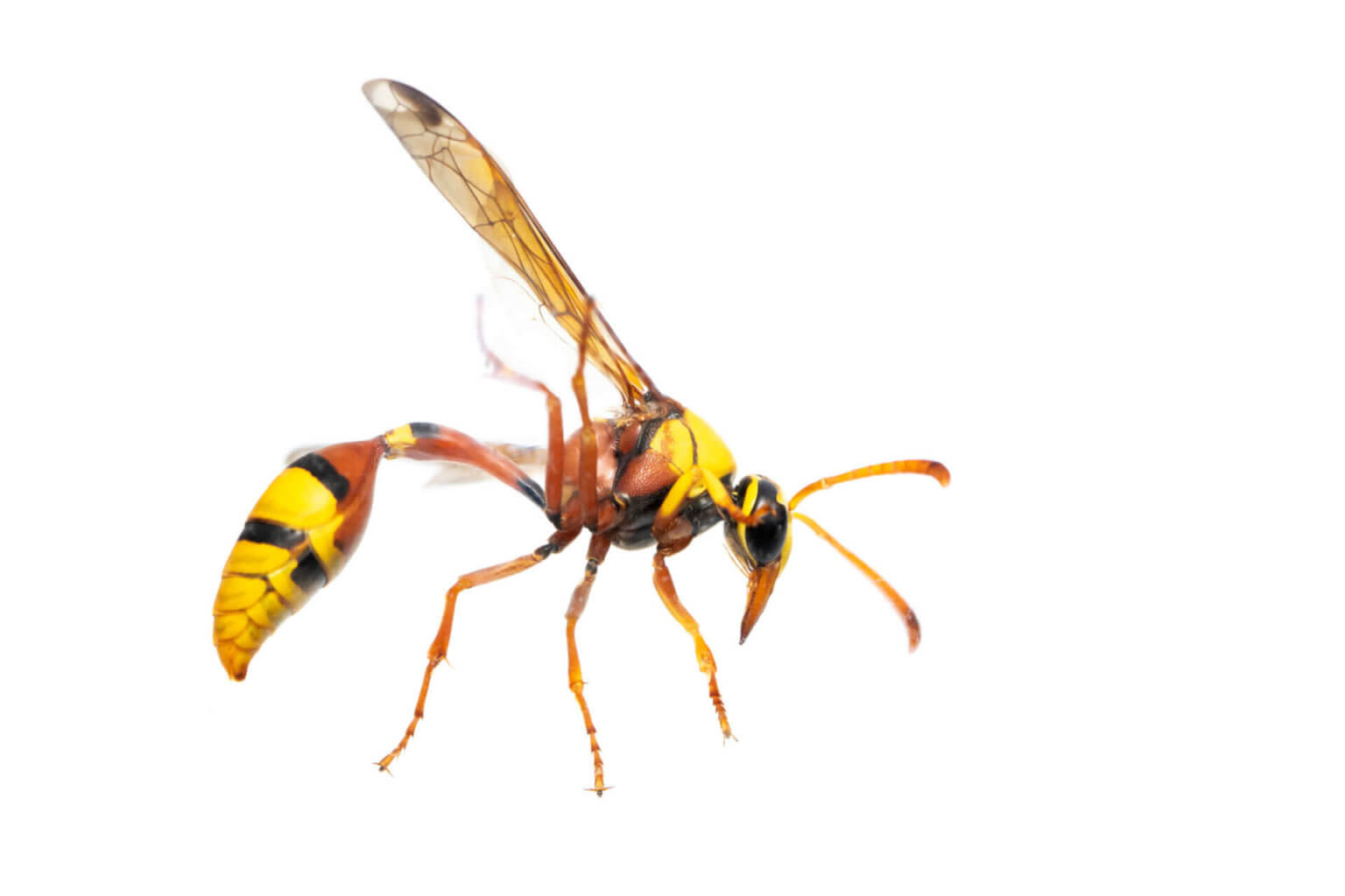 Mud Daubers Pest Control Mud Dauber Exterminator Near Me Mud Daubers Pest Control Mud Dauber Exterminator Near Me