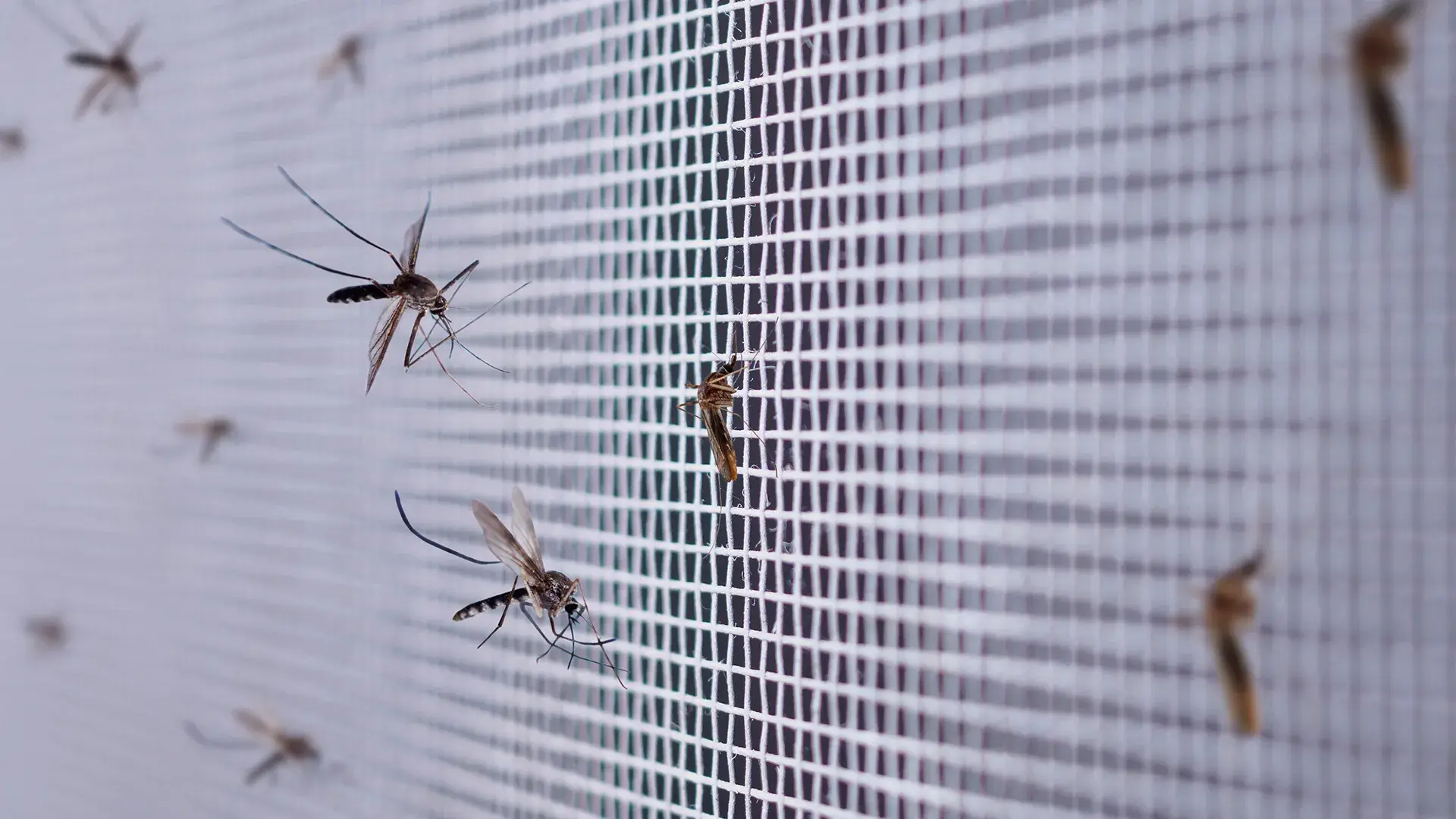 Differentiating a Mosquito Bite from a Tick Bite - OPC Pest Services