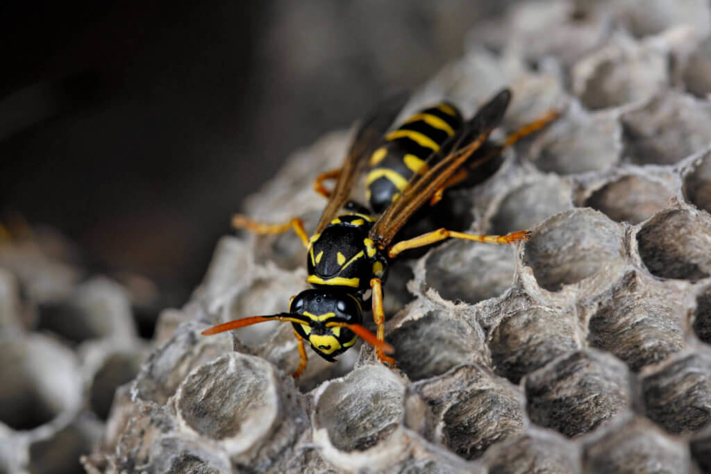 Paper Wasps Facts & Information