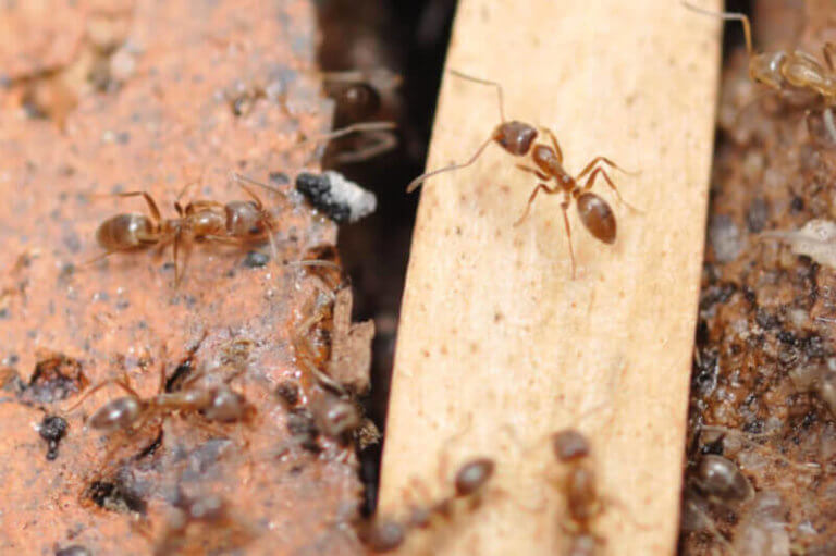 Pavement Ants Facts & Information