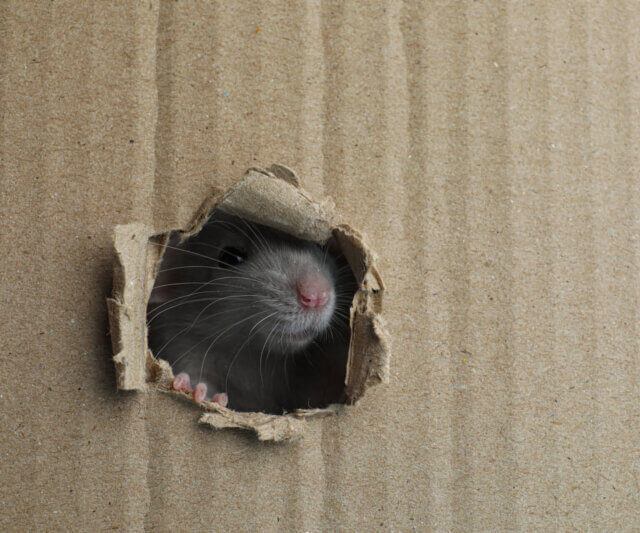 Signs of a Rodent Infestation - OPC Pest Services