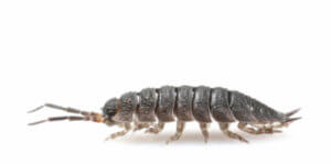 Sowbug Facts & Information