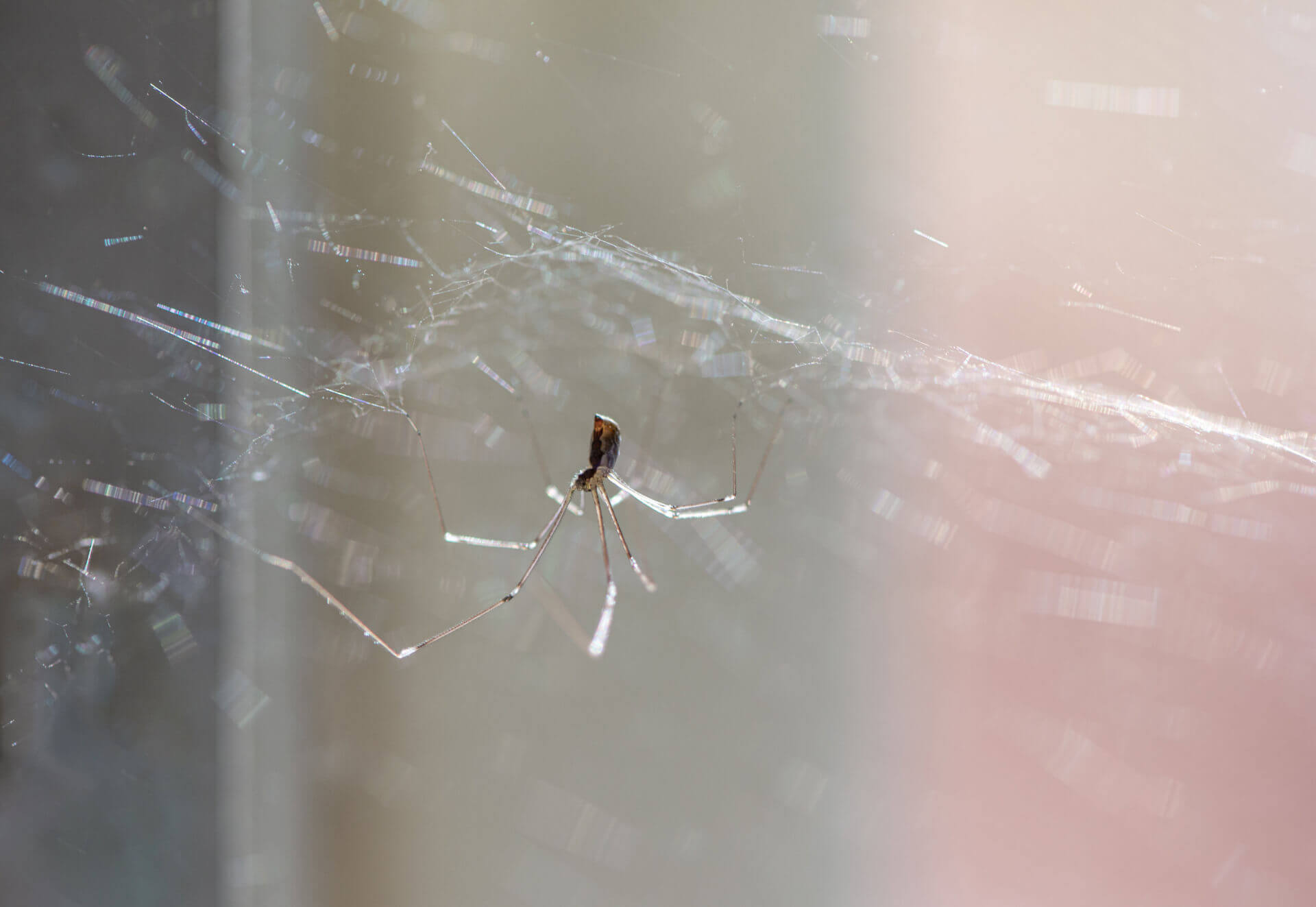 Why Pest Control at Your Home - OPC Pest Services