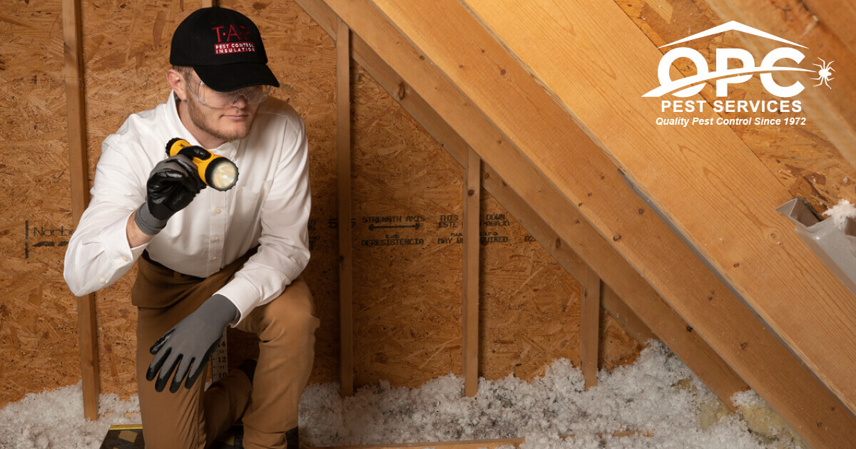 The Green Way To Help Control Pests in Your Attic - OPC Pest Services