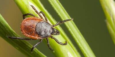 Black-Legged (Deer) Tick Facts & Information