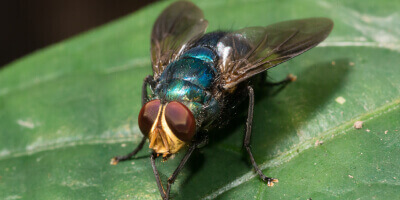 Blow Fly Control: How to Eliminate Blow Flies Effectively