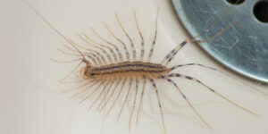 Centipede Facts: Identifying & Controlling Centipedes