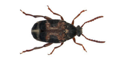 Cowpea Weevil Facts & Information