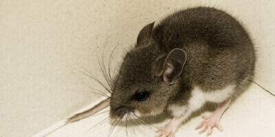 Deer Mouse Control: Prevention & Removal Tips