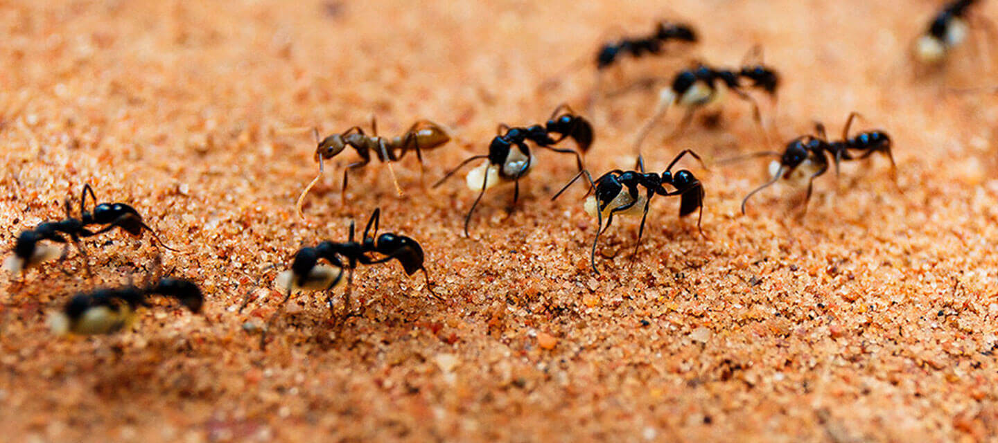 Commercial Ant Pest Control – Ant Exterminator Near Me