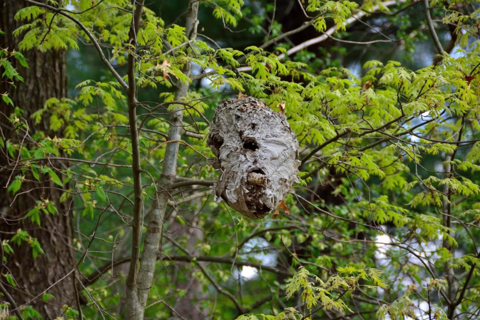 Recognizing the Signs of a Wasp Nest - OPC Pest Services