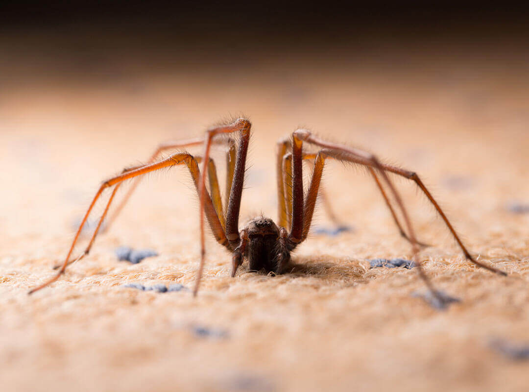 Spider Exterminator for Safe Removal | OPC Pest Services